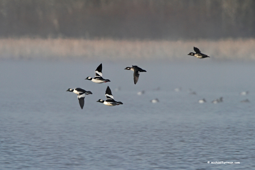 Bufflehead flying